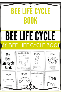 Easy Bee Life Cycle Learning Kit - Thrifty Mommas Tips