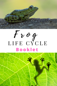 Frog Life Cycle Educational Booklet - Thrifty Mommas Tips
