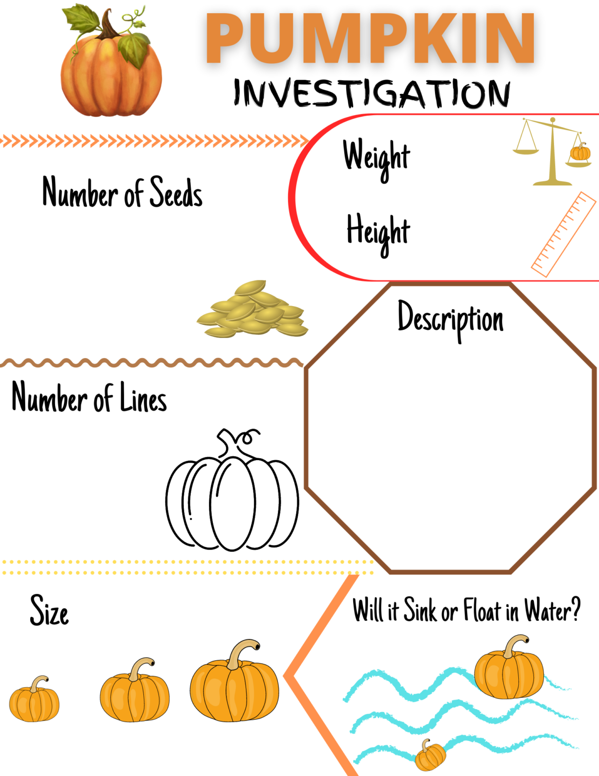Pumpkin Investigation Science Activity — Thrifty Mommas Tips